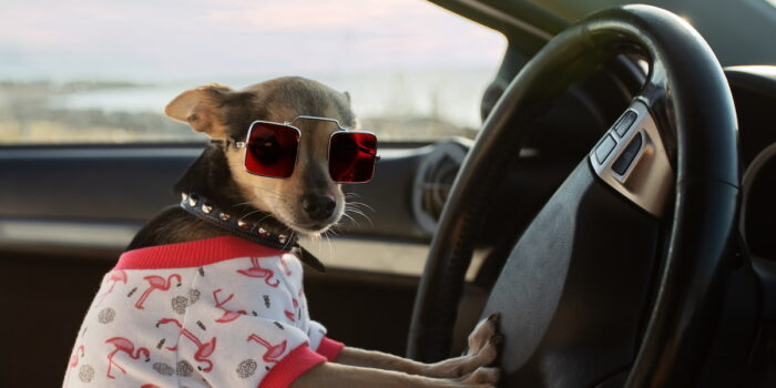 Will Insurance Cover An Unlicensed Driver?